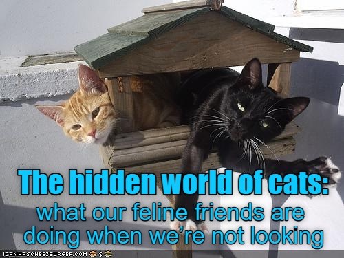 The hidden world of cats #2 - Lolcats - lol | cat memes | funny cats ...