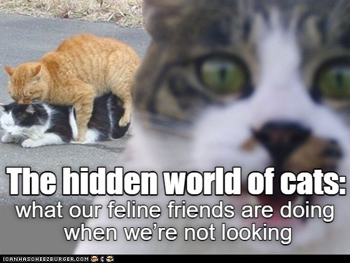The hidden world of cats - Lolcats - lol | cat memes | funny cats ...