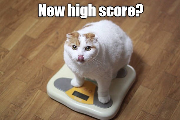 New high score? - Lolcats - lol | cat memes | funny cats | funny cat ...