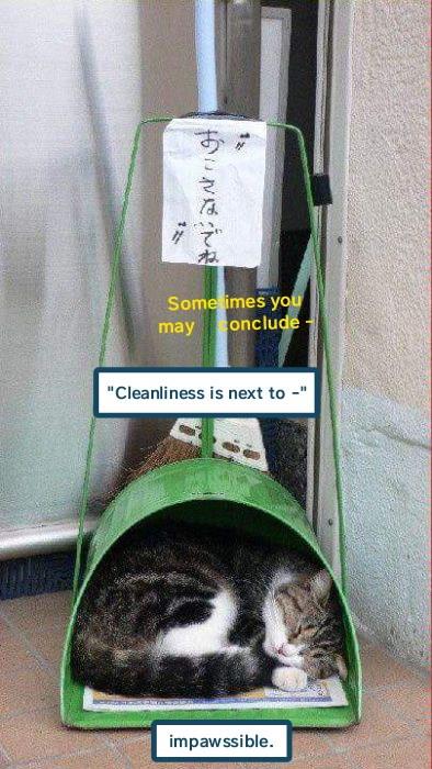 Clean up on hold - Lolcats - lol | cat memes | funny cats | funny cat ...