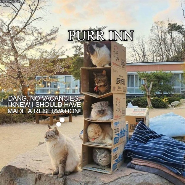 Full house - Lolcats - lol | cat memes | funny cats | funny cat ...