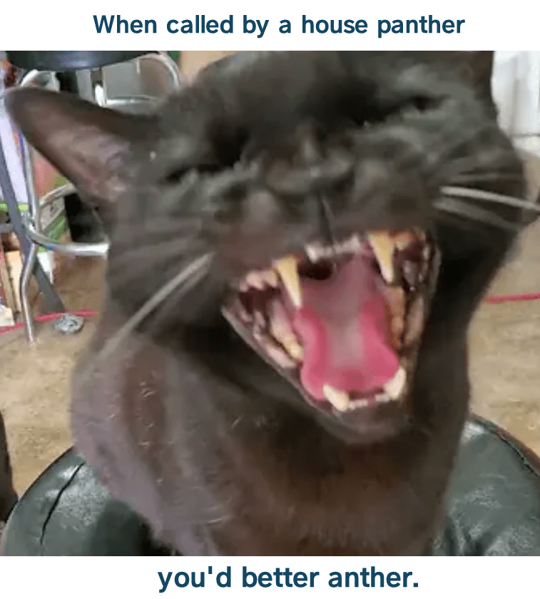 Give me attention MEOW! - Lolcats - lol | cat memes | funny cats ...