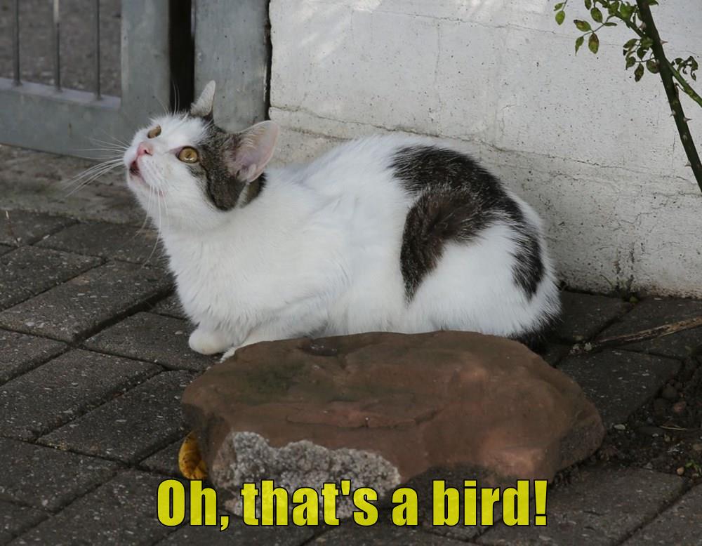 Oh, that's a bird! - Lolcats - lol | cat memes | funny cats | funny cat ...