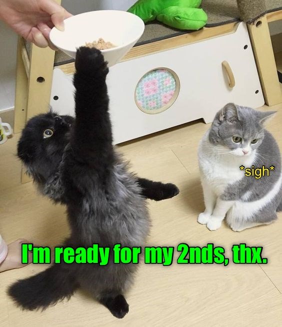 Greedy kitty gets 1st and 2nd dibs on gushy fuds. - Lolcats - lol | cat ...