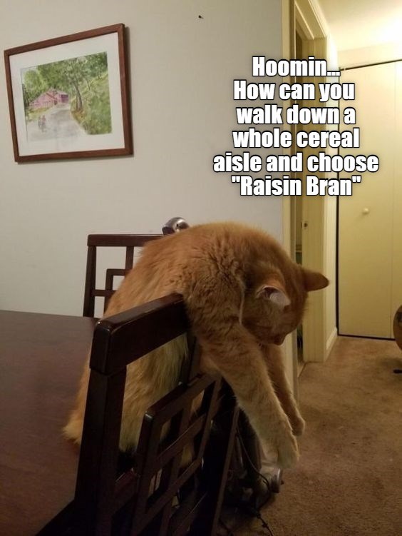 I'm Very Concerned About Your Decision Making Abilities - Lolcats - lol ...