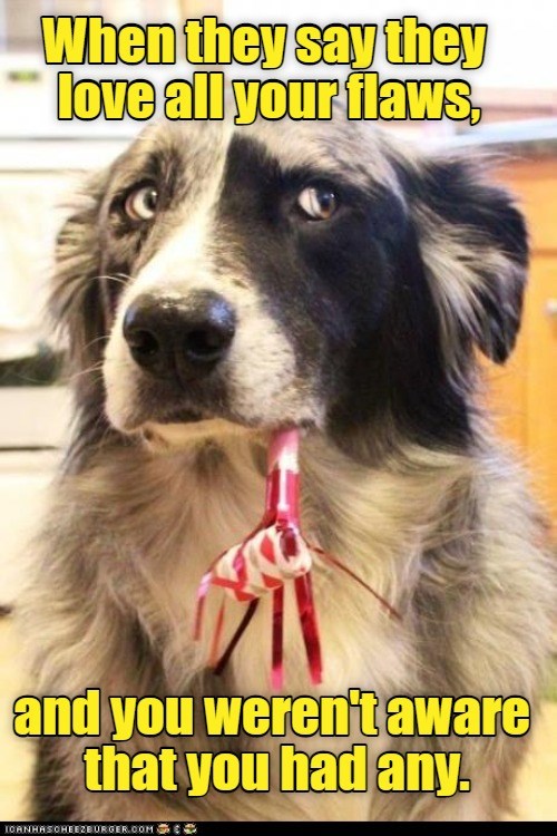 Whoa, wait... - I Has A Hotdog - Dog Pictures - Funny pictures of dogs ...