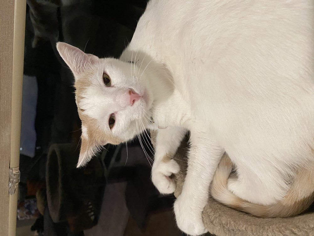 Jinxie Extra Toes - Cats N' Kittens - Cat Pictures - Cute Kittens