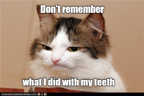 where my teefies go - I Can Has Cheezburger?