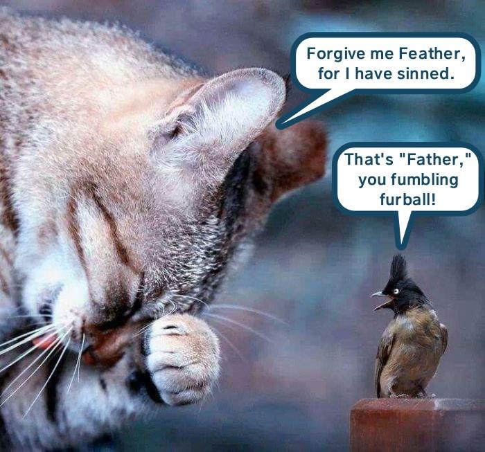 And they call *me* "bird brain"? - Lolcats - lol | cat memes | funny ...