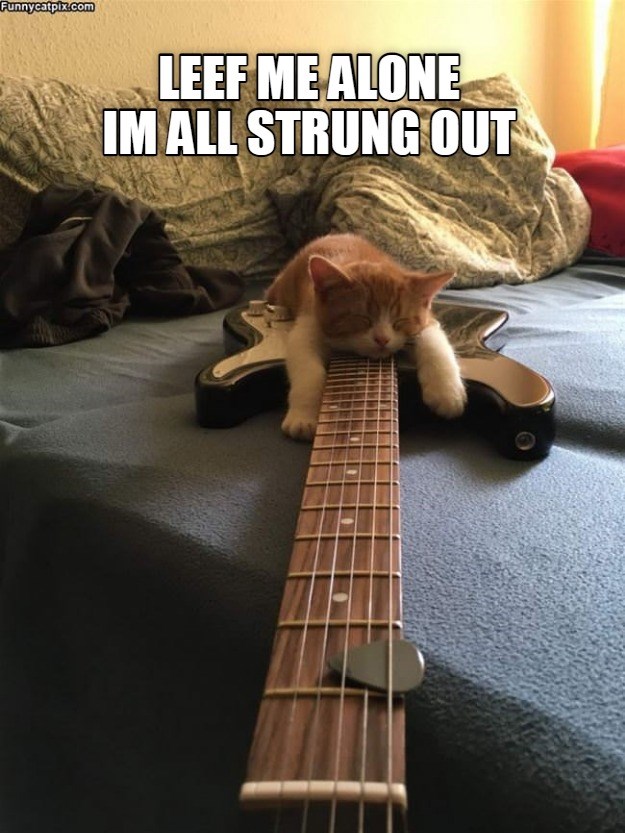 Strung out - Lolcats - lol | cat memes | funny cats | funny cat ...