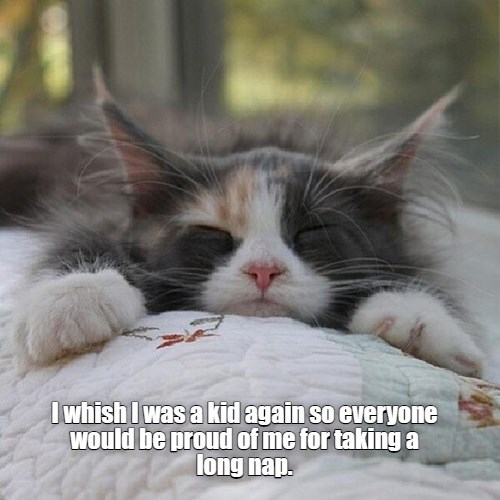 A kid again - Lolcats - lol | cat memes | funny cats | funny cat ...