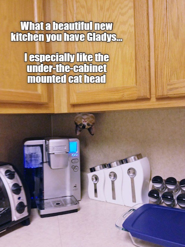 Built With Maintenance In Mind - Lolcats - lol | cat memes | funny cats ...
