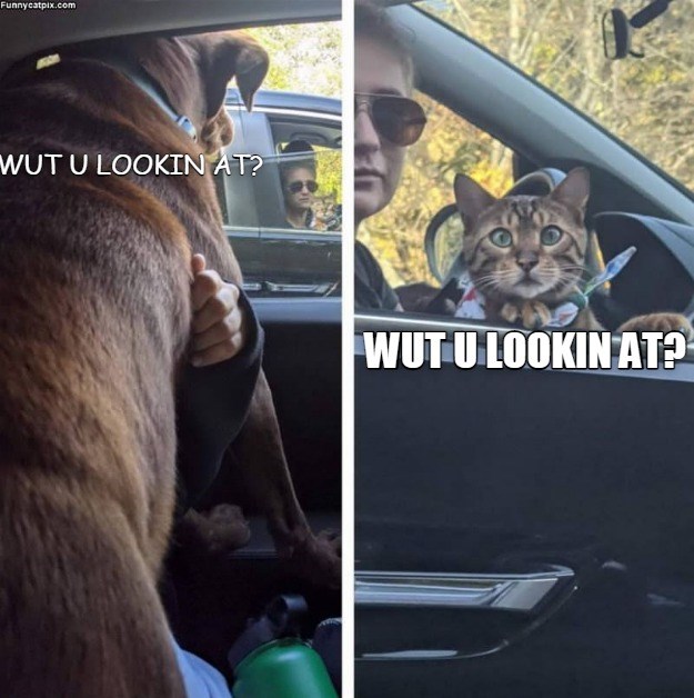 Wut U lookin at? - Lolcats - lol | cat memes | funny cats | funny cat ...