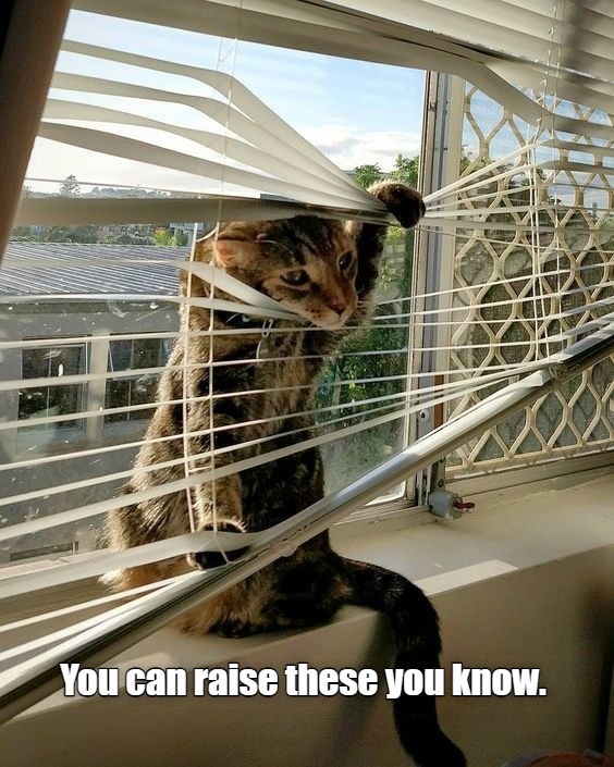 You know? - Lolcats - lol | cat memes | funny cats | funny cat pictures ...