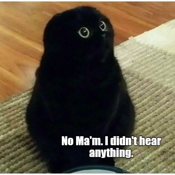 Say what? - Lolcats - lol | cat memes | funny cats | funny cat pictures ...