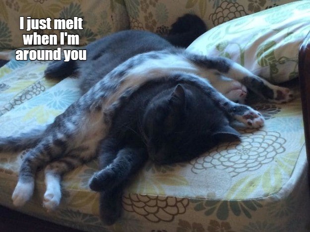 You're So Romantic - Lolcats - lol | cat memes | funny cats | funny cat ...