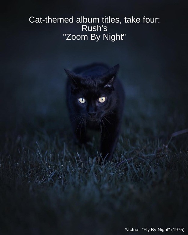 Cat-themed album titles, take four - Lolcats - lol | cat memes | funny ...