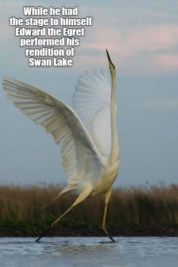 To A Rousing Applause - Animal Comedy - Animal Comedy, funny animals ...