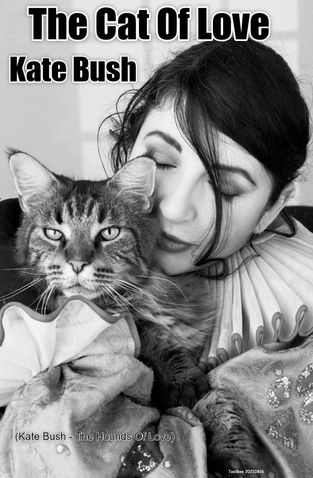 Cat Themed Album Covers, improvement, I Say! - Lolcats - lol | cat ...