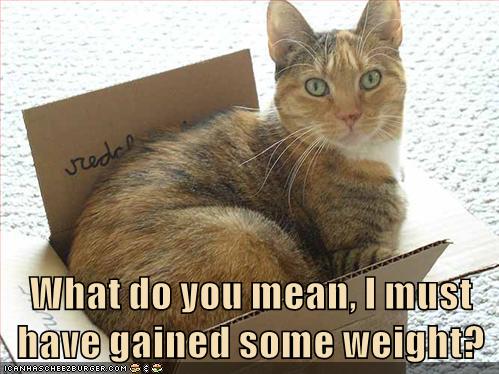 What do you mean, I must have gained some weight? - Lolcats - lol | cat ...