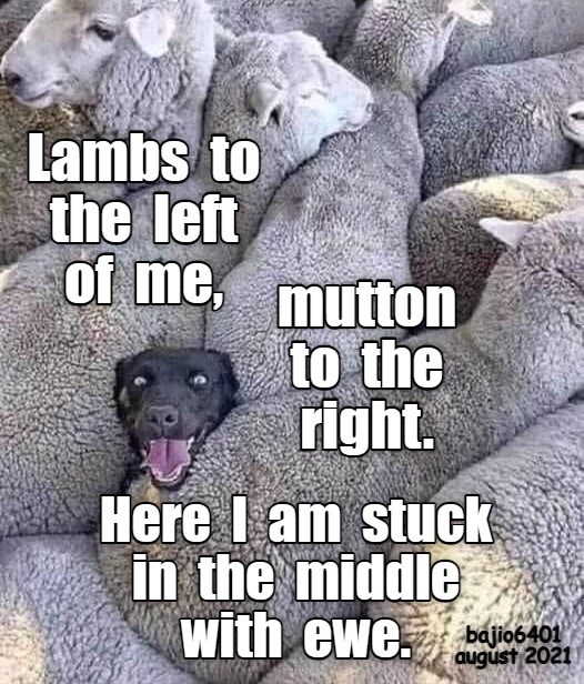 IT'S THE LIFE OF A SHEEP DOG - I Has A Hotdog - Dog Pictures - Funny ...