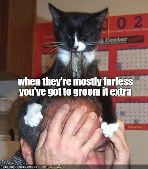 When they're mostly furless you've got to groom it extra hard - Lolcats ...