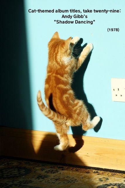 Cat-themed album titles, take twenty-nine - Lolcats - lol | cat memes ...