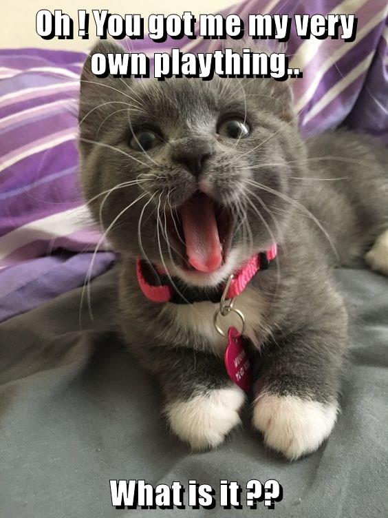 Oh ! ? - Lolcats - lol | cat memes | funny cats | funny cat pictures ...