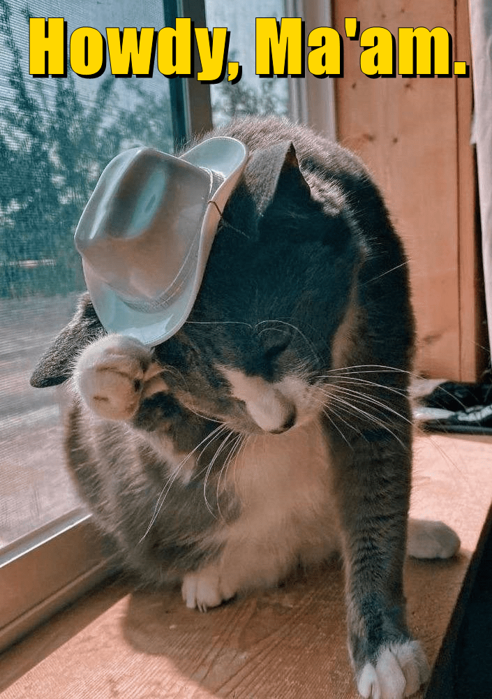 Howdy, Ma'am. - Lolcats - lol | cat memes | funny cats | funny cat ...