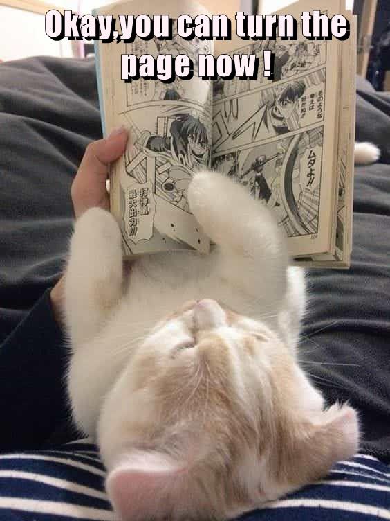 Okay,you can turn the page now ! - Lolcats - lol | cat memes | funny ...