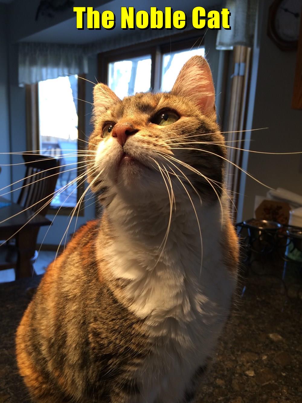 The Noble Cat - Lolcats - lol | cat memes | funny cats | funny cat ...