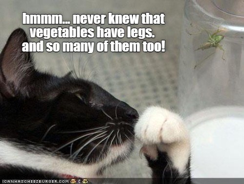 Never knew that vegetables have legs - Lolcats - lol | cat memes ...