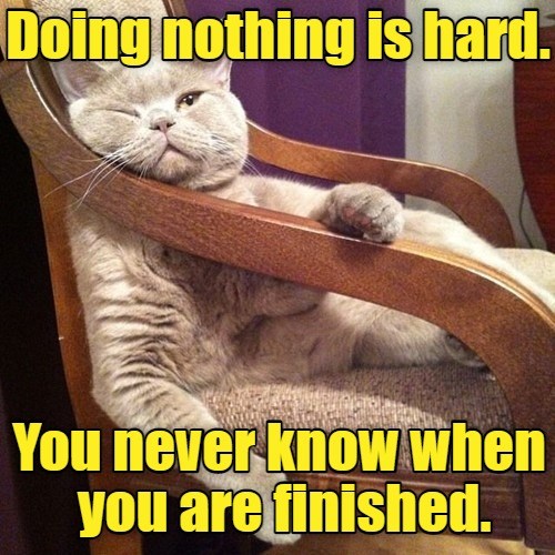 It's hard, but someone has to do it. - Lolcats - lol | cat memes ...