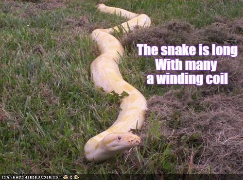 The snake is long... - Animal Comedy - Animal Comedy, funny animals ...