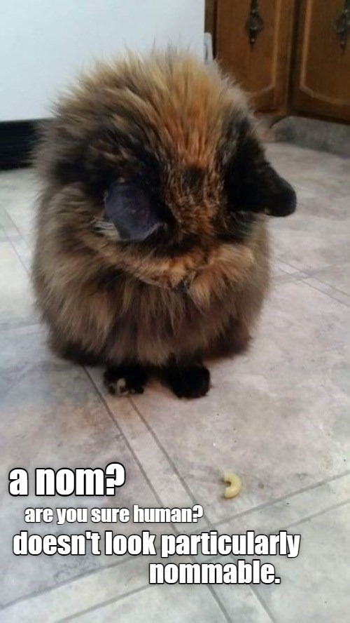 a nom? - Lolcats - lol | cat memes | funny cats | funny cat pictures ...