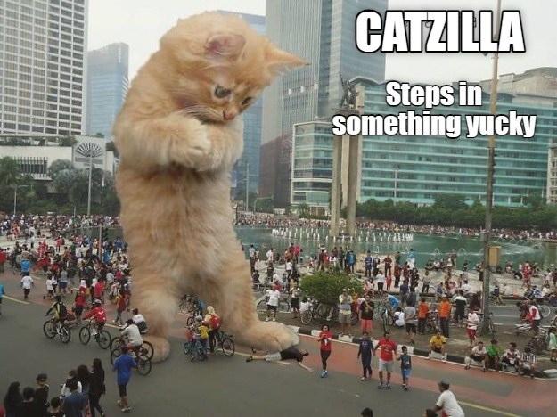 Very Yucky - Lolcats - lol | cat memes | funny cats | funny cat ...