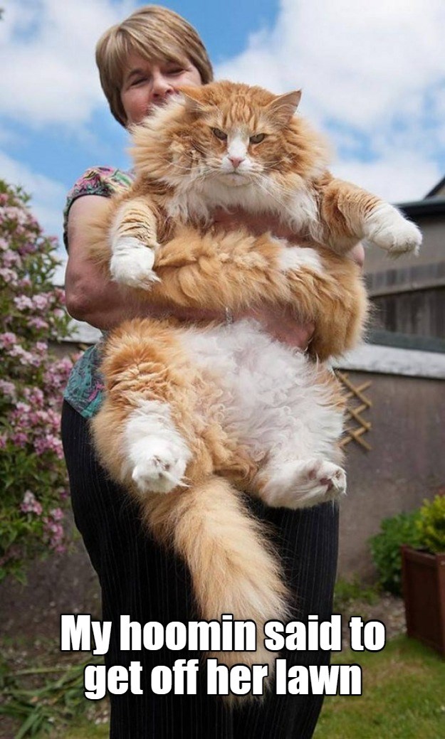 You Should Leave, While You Still Can - Lolcats - lol | cat memes ...