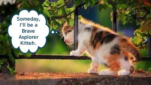 Great ambition - Lolcats - lol | cat memes | funny cats | funny cat ...