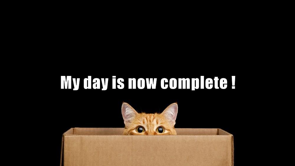 My day is now complete ! - Lolcats - lol | cat memes | funny cats ...