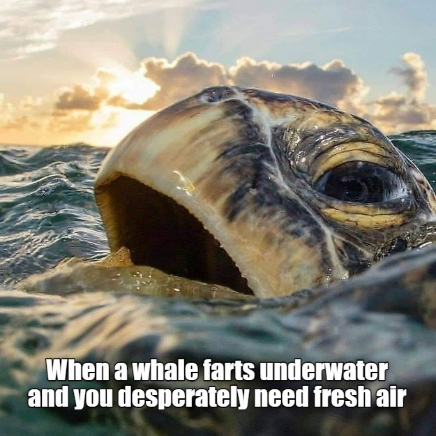 Stop Laughing Moby - Animal Comedy - Animal Comedy, funny animals ...