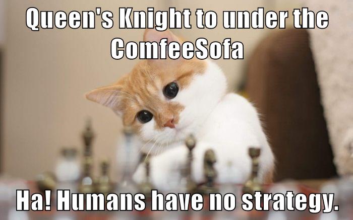 Ha! Humans have no strategy. - Lolcats - lol | cat memes | funny cats ...