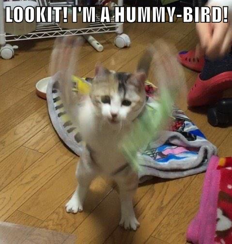 LOOKIT! I'M A HUMMY-BIRD! - Lolcats - lol | cat memes | funny cats ...