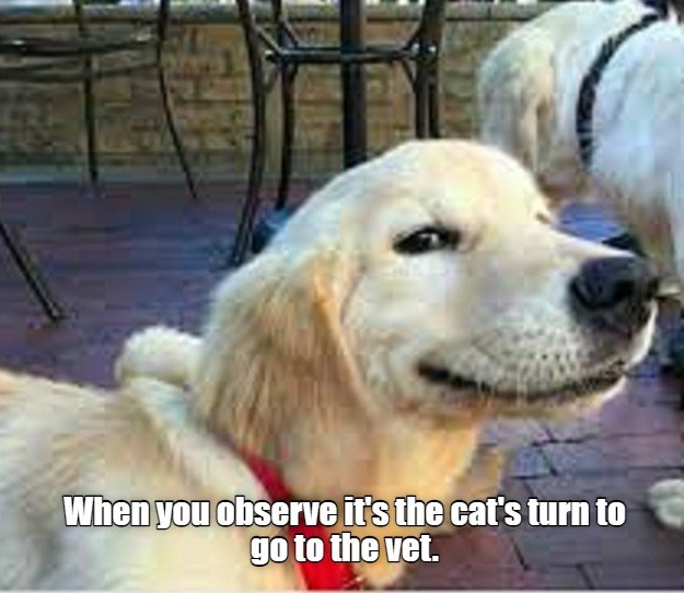 The cat's turn - I Has A Hotdog - Dog Pictures - Funny pictures of dogs ...