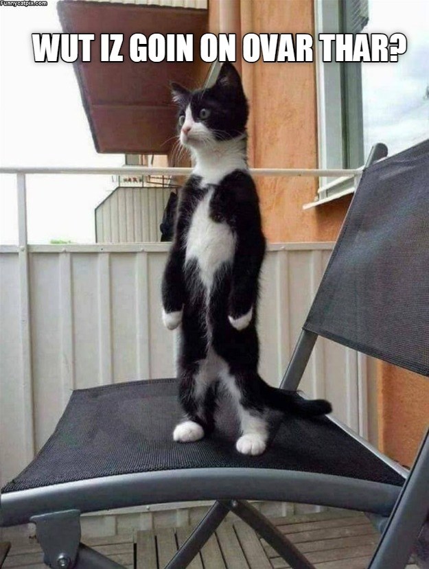 Curiosity geared the cat - Lolcats - lol | cat memes | funny cats ...