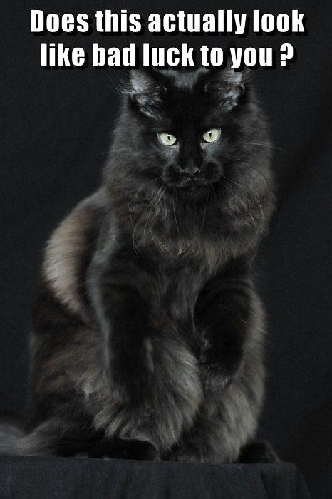 Look again - Lolcats - lol | cat memes | funny cats | funny cat ...