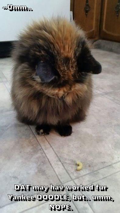 umm, NOPE. - Lolcats - lol | cat memes | funny cats | funny cat ...