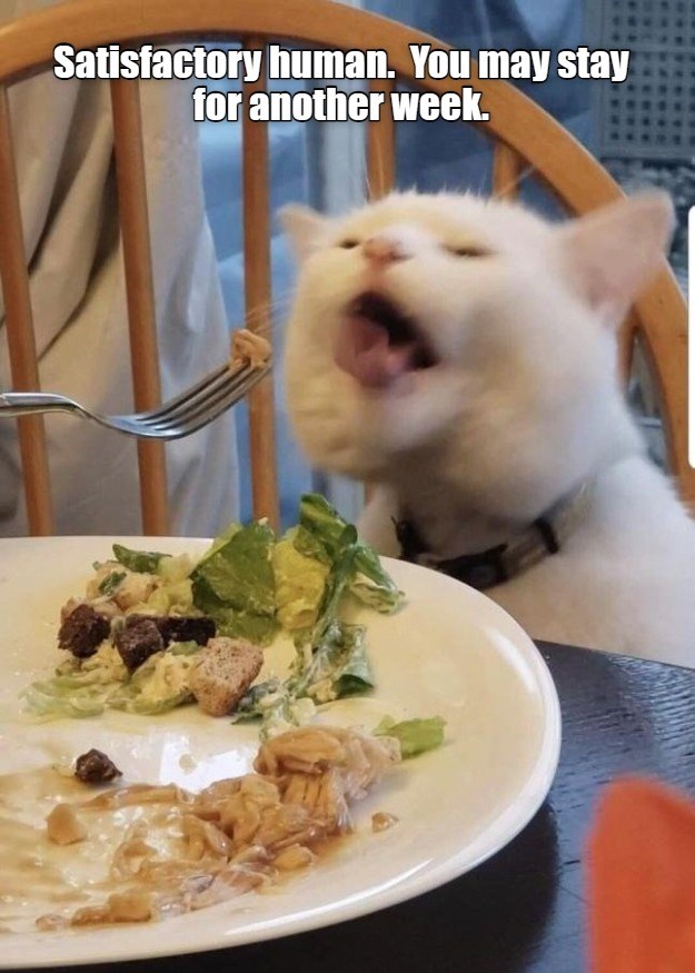 You may stay - Lolcats - lol | cat memes | funny cats | funny cat ...