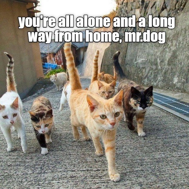 You're all alone and a long way from home, mr.dog - Lolcats - lol | cat ...