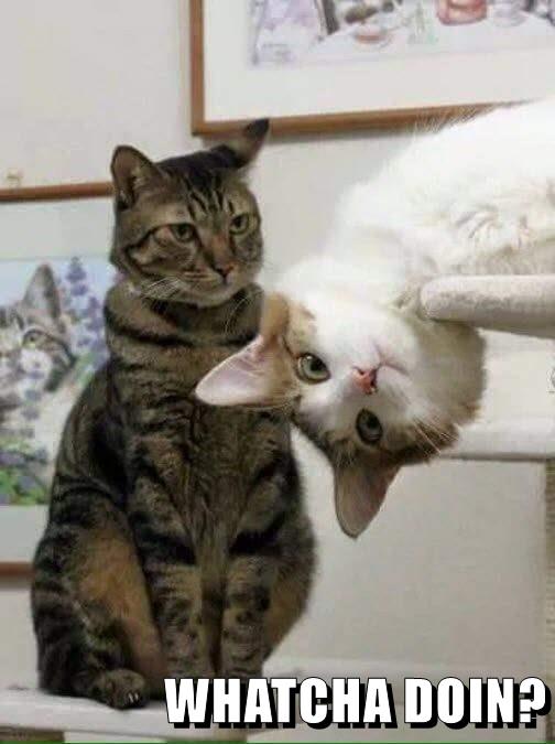 WHATCHA DOIN? - I Can Has Cheezburger?