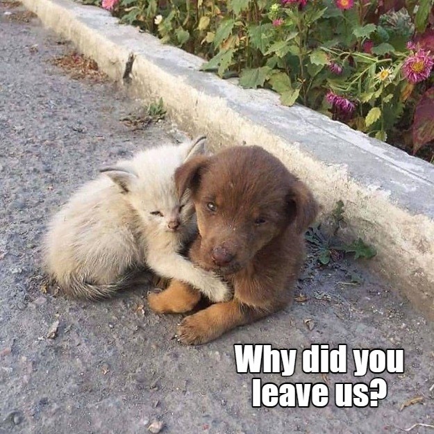 We're So Sorry - Animal Comedy - Animal Comedy, funny animals, animal gifs